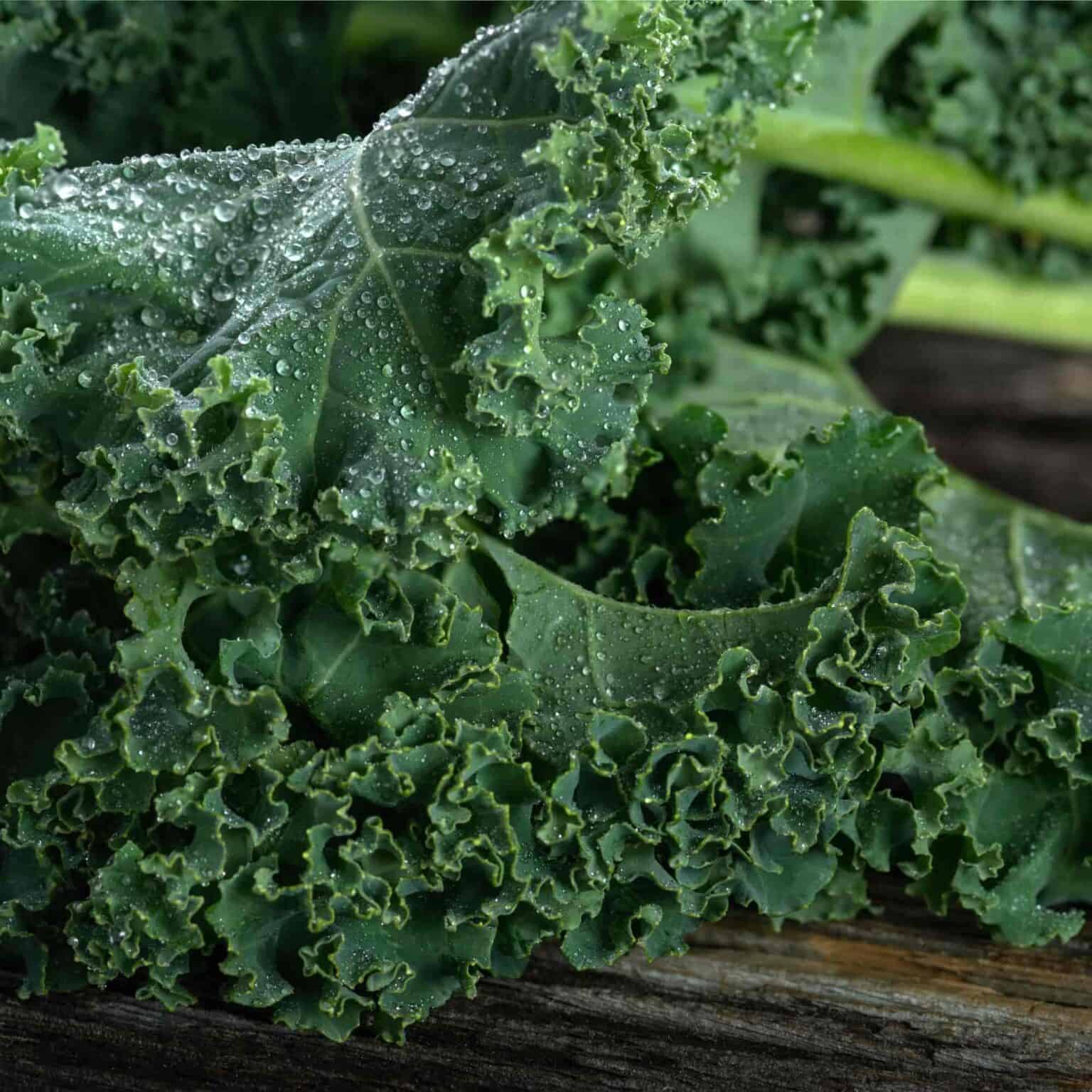 Heimische Superfoods: Grünkohl, Palmkohl & Co.
