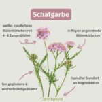 Schafgarbe: Verwechslung mit diesen 5 Wildpflanzen möglich!