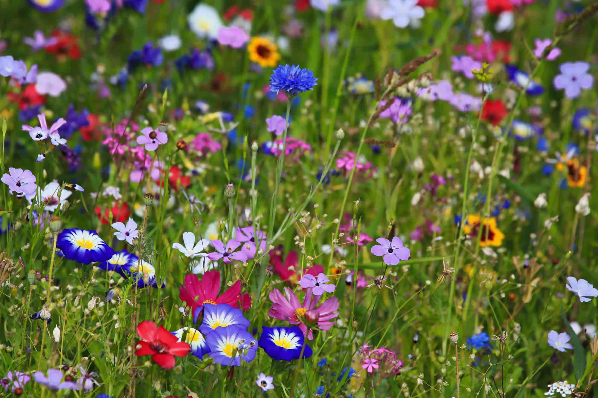 Von der Wiese in Beet: so integrierst du heimische Wildpflanzen in ...